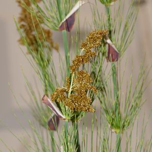 Broom reed (Elegia capensis) - PictureThis