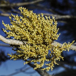 Western dwarf mistletoe (Arceuthobium campylopodum) - PictureThis