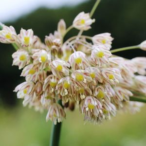 Ajillo de monte (Allium paniculatum) - PictureThis