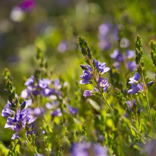 Verónica Postrado (Veronica prostrata) - PictureThis