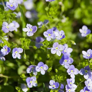How to Prune Corsican speedwell