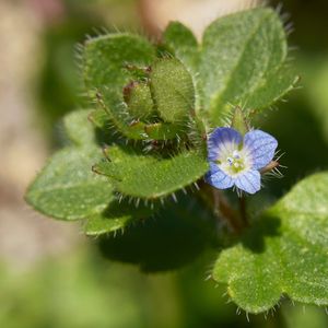 How to Grow and Care for Ivy-leaved speedwell