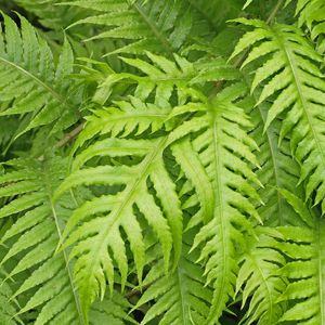 European chain fern (Woodwardia radicans) - PictureThis