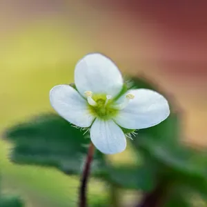 How to Prune Glandular speedwell