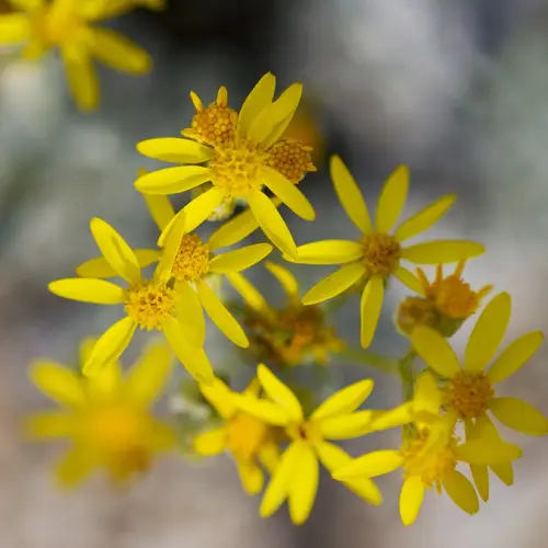 Rocky mountain groundsel (Packera streptanthifolia) Flower, Leaf, Care ...