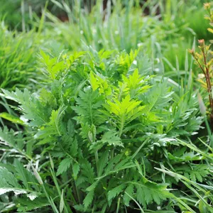 How to Prune Big-leaf yarrow