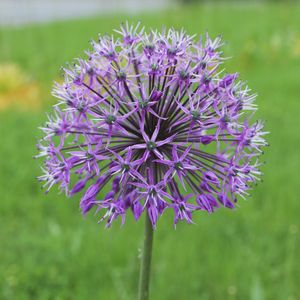 How to Grow and Care for Persian shallot