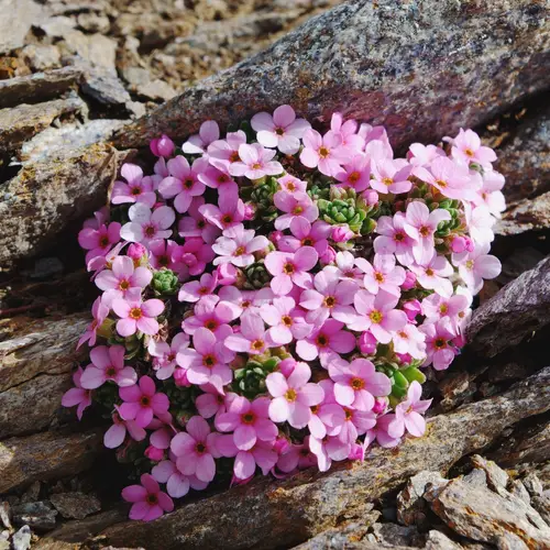 Androsace alpina - PictureThis