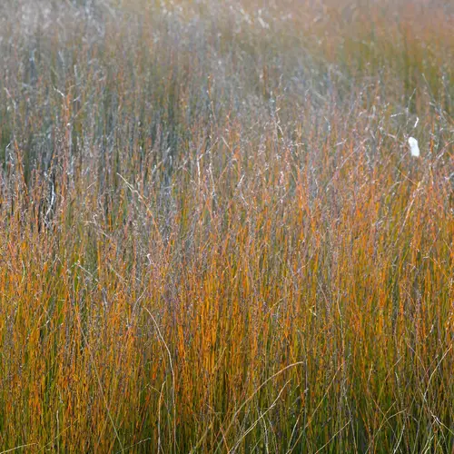 Jointed rush (Apodasmia similis) Flower, Leaf, Care, Uses - PictureThis