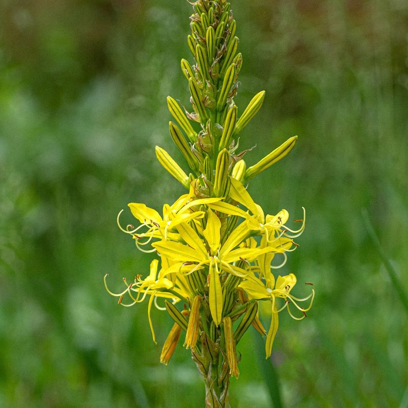 Discover the Beauty and Symbolism of Liburne Asphodel Flowers