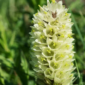 🌱 How to Propagate Yellow bellflower