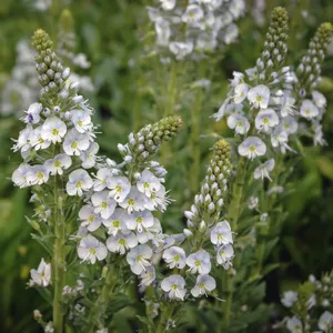 How to Prune Gentian speedwell