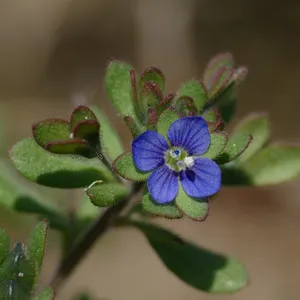 How to Propagate Finger speedwell