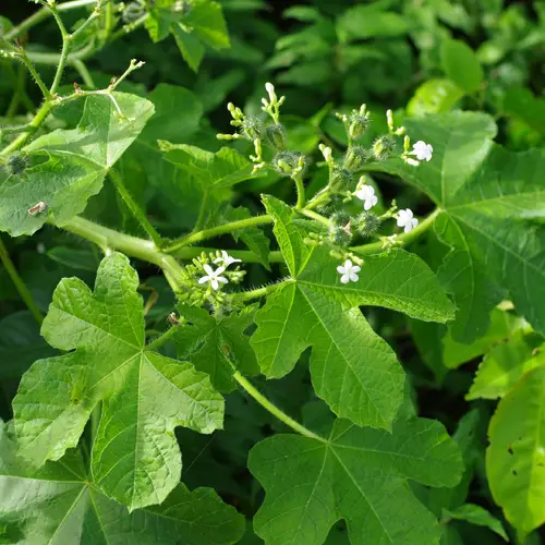 Tropical bull nettle (Cnidoscolus urens) Flower, Leaf, Care, Uses ...