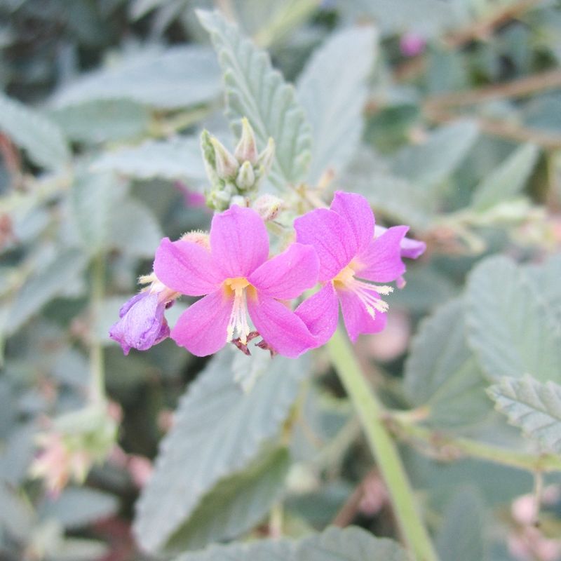Unveiling the Symbolism and Beauty of the Pyramid Bush Flower
