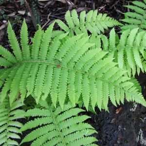 Christella - Christella (Taxonomy, Characteristics, Distribution, Images)
