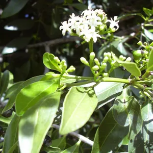 How to Propagate Alahe'e