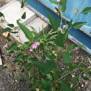 How to Prune Pyramid flower