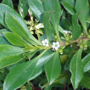 Gandul - Myoporum insulare (Taxonomía, Características, Distribución ...