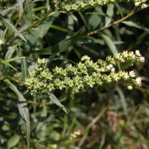 Penthorum chinense - PictureThis