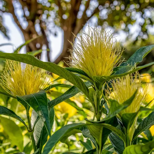 Golden plume (Schaueria calycotricha) Flower, Leaf, Care, Uses ...