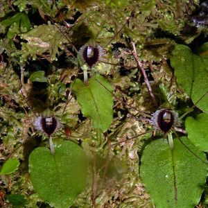 Corybas oblongus - PictureThis
