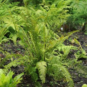 How to Grow and Care for Asian sword fern