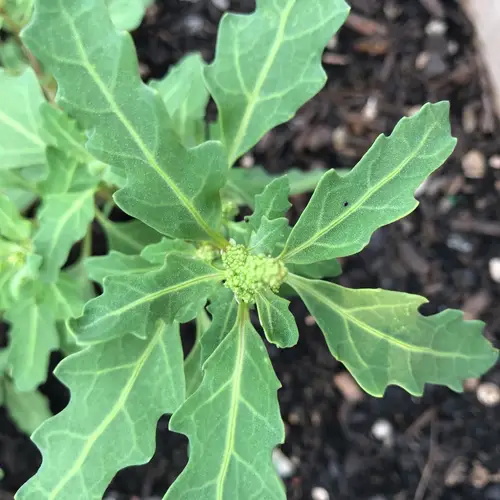 Oak-leaved goosefoot (Oxybasis glauca) Flower, Leaf, Care, Uses ...