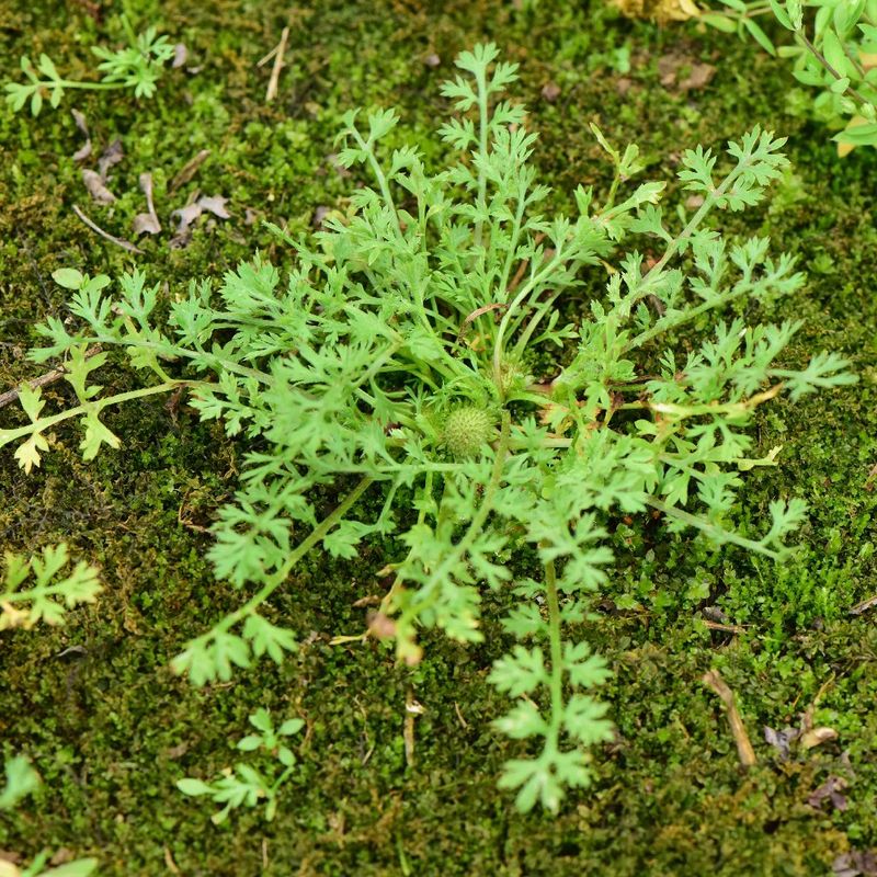 Descubre los Sorprendentes Beneficios de Soliva anthemifolia para ...