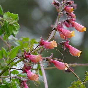 Lorito - Eccremocarpus scaber (Cuidado, Características, Flor, Imágenes)
