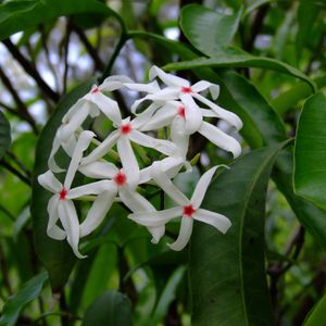 How to Grow and Care for Kopsia