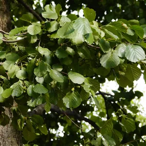 Where To Place Manchurian alder In Feng Shui? (Characteristics ...