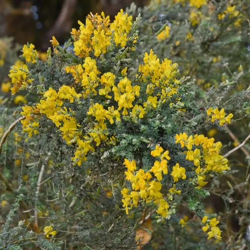 Genista canariensis - PictureThis