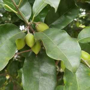 Mimusops elengi - PictureThis