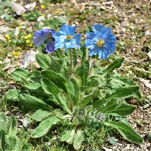 Prickly blue poppy (Meconopsis horridula) Flower, Leaf, Care, Uses ...