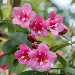How to Grow and Care for Weigela