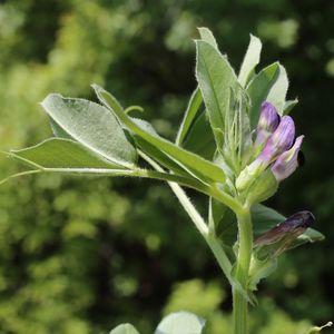 Cómo cultivar y cuidar una Alverjón