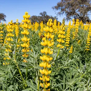 How to Propagate European yellow lupine