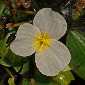 Duck lettuce - Ottelia alismoides (Taxonomy, Characteristics ...
