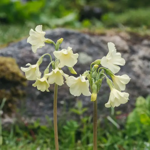 Primula alpicola - PictureThis