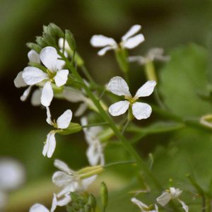 Jaramago blanco (Raphanus raphanistrum subsp. raphanistrum) - PictureThis