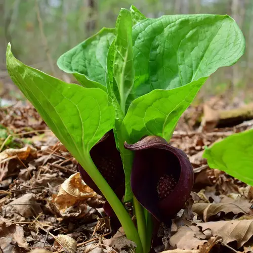 Oriental skunk cabbage (Symplocarpus renifolius) Flower, Leaf, Care ...