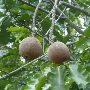 How to Propagate Brazil nut