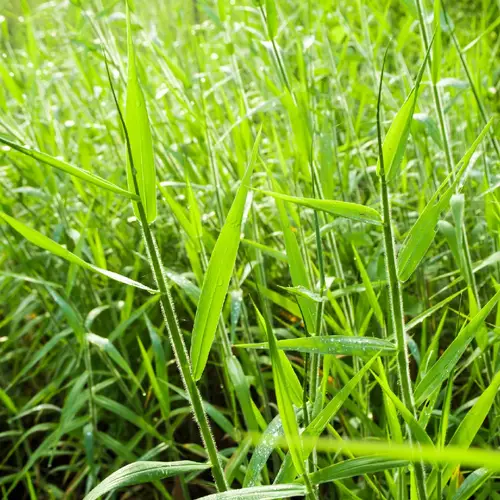 Pasto de pará (Brachiaria mutica) - PictureThis