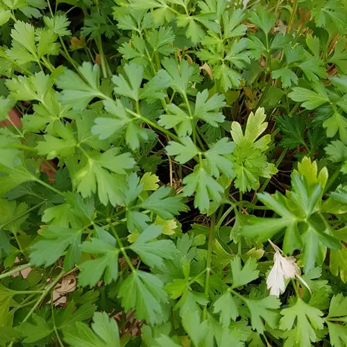 Apium prostratum - PictureThis