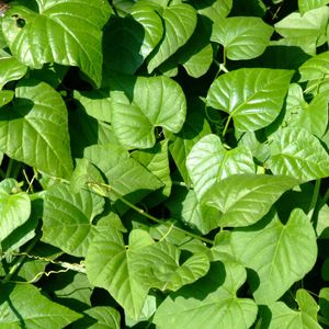 Cómo cultivar y cuidar una Cissus repens