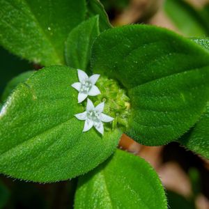 How to Grow and Care for Florida pusley