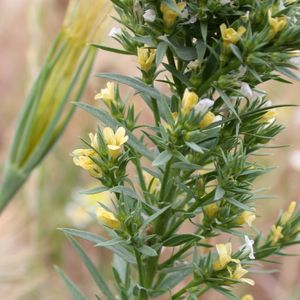 Linum strictum - PictureThis