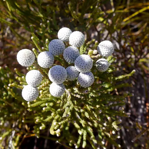 Brunia noduliflora - PictureThis