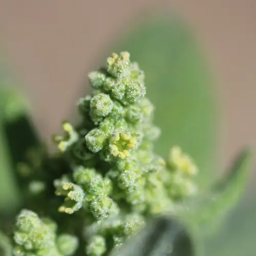 Hierba hedionda (Chenopodium vulvaria) - PictureThis